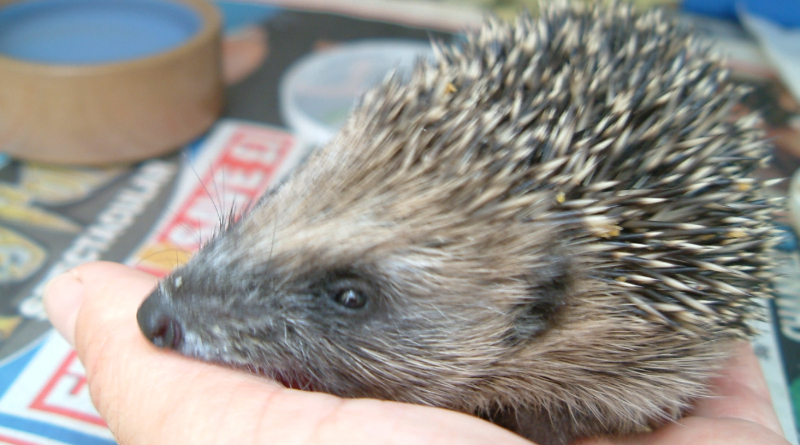 Hedgehog Heroes: how Teesside volunteers are leading the charge for ...